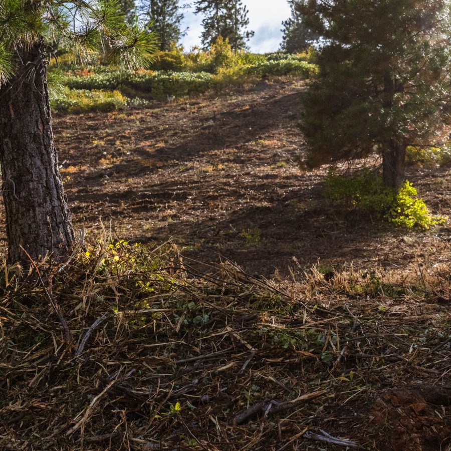 Brush-Cutting For The 2023/24 Winter Season | Bogus Basin