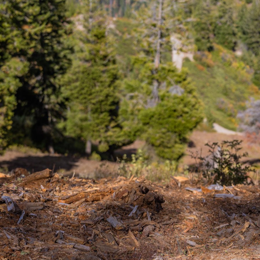Brush-Cutting For The 2023/24 Winter Season | Bogus Basin