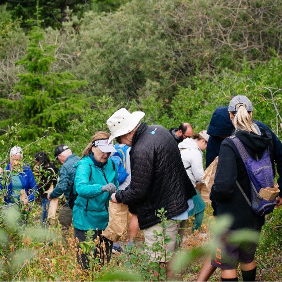 Sustainable Forest | Seed Collection Summer 2023 | Bogus Basin