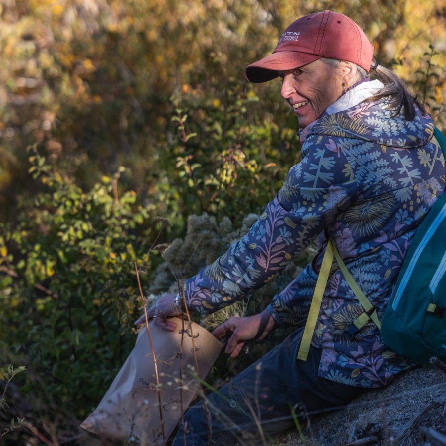 Sustainable Forest | Seed Collection Summer 2023 | Bogus Basin