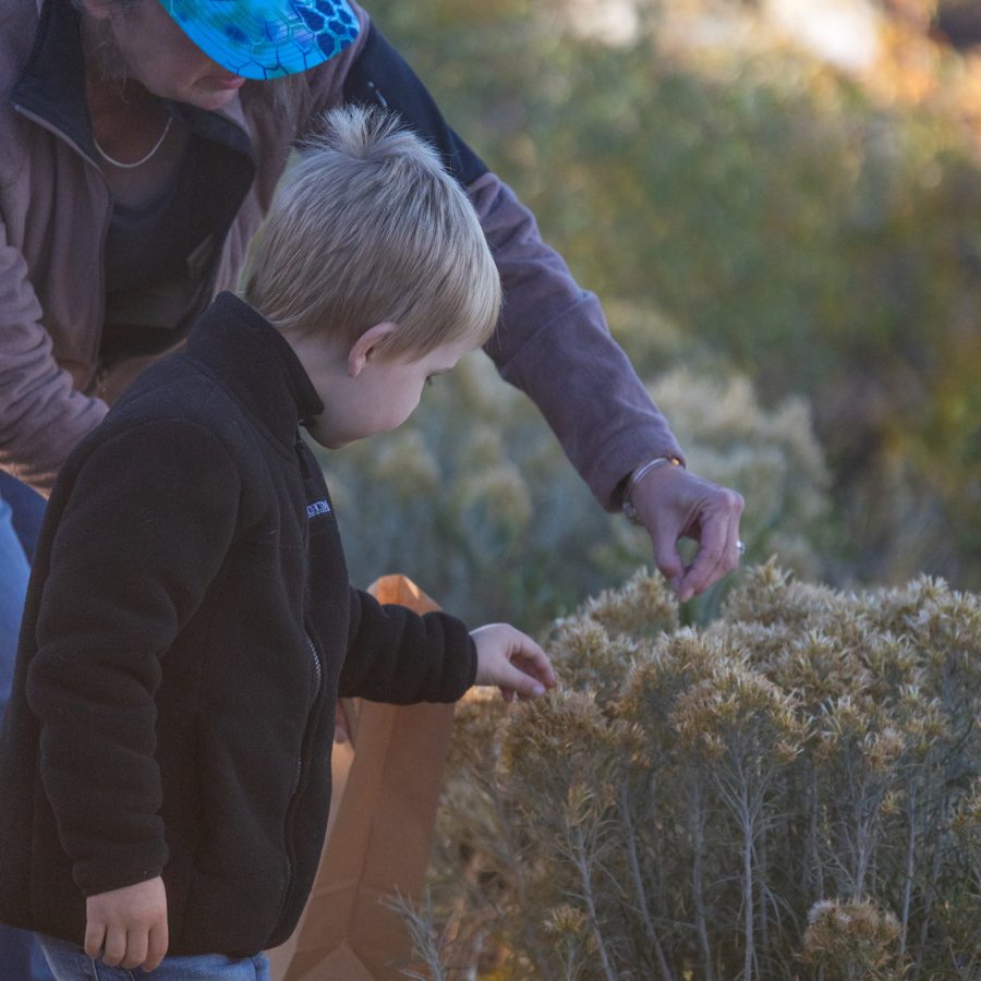 Sustainable Forest | Seed Collection Summer 2023 | Bogus Basin