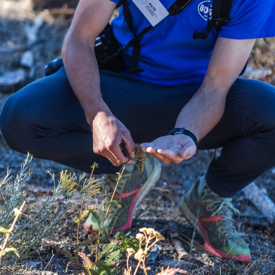 Sustainable Forest | Seed Collection Summer 2023 | Bogus Basin